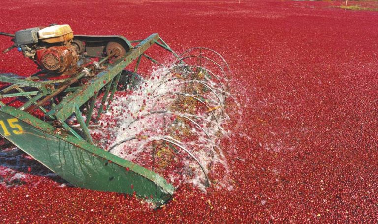 AVITALE | Das Vorkommen und die Ernte der Cranberry